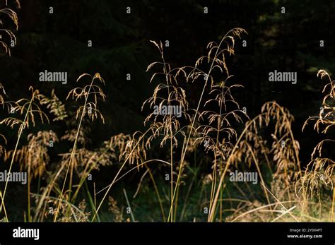 A Ray Of Sunlight On Tall Grasses Against A Dark Forest Background A Clump Of Grasses