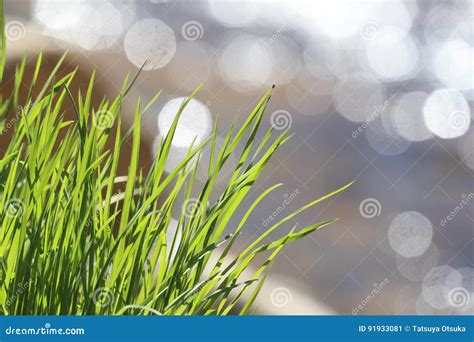 Wild Grass With Diffuse Reflection Stock Image Image Of Scenery Leaf 91933081