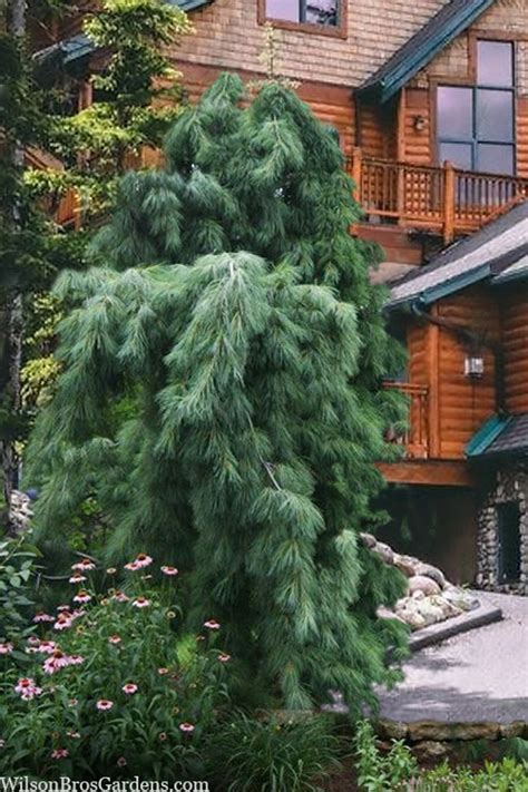 Buy Weeping Eastern White Pine Free Shipping Wilson Bros Gardens