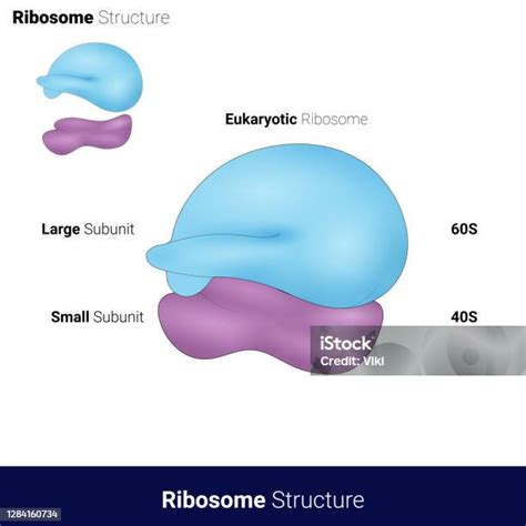Ribosomas Dibujo