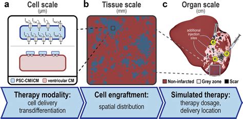 Hierarchy Of The Multi Scale Whole Heart Framework For Simulating The Download Scientific