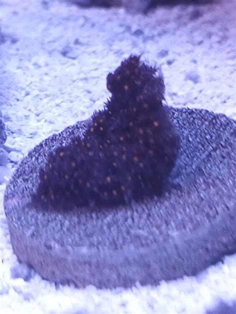 Coral Id Identification Forum Nano Reef Community