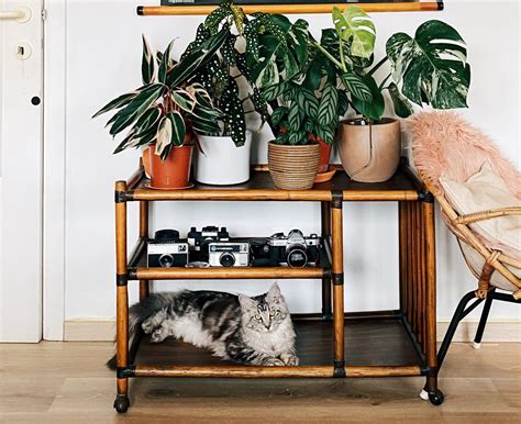 Cat Friendly Plants