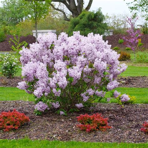Discover Lilacs Proven Winners Colorchoice Flowering Shrubs
