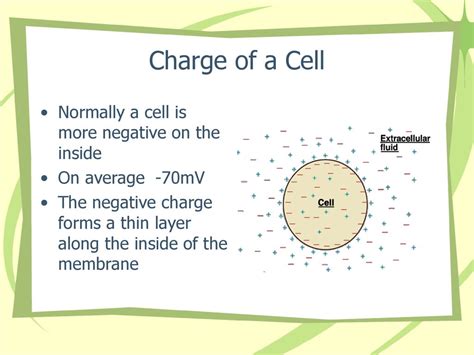 Resting Membrane Potential Ppt Download