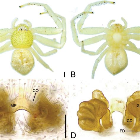 Massuria Min Sp Nov Female Holotype A Habitus Dorsal View B Same