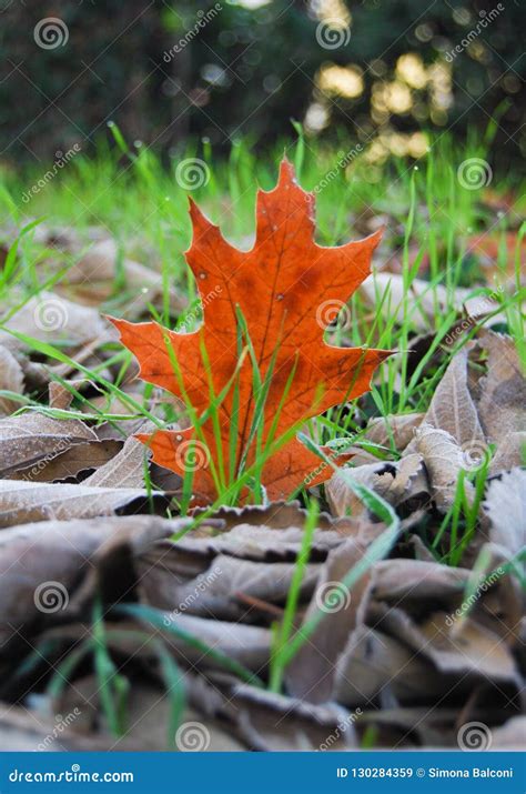 Single Leaf Of Oak And Group Of Brown Frozen Leaves Of Hackberry Stock