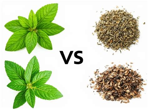 Fresh Vs Dried Herbs Conversion Exact Ratios For Perfect Cooking