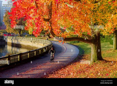 Fall Colour Stanley Park Seawall Vancouver British Columbia Canada