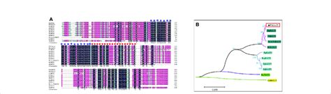 Homologous Sequence Alignment And Phylogenetic Analysis Of Pshat5