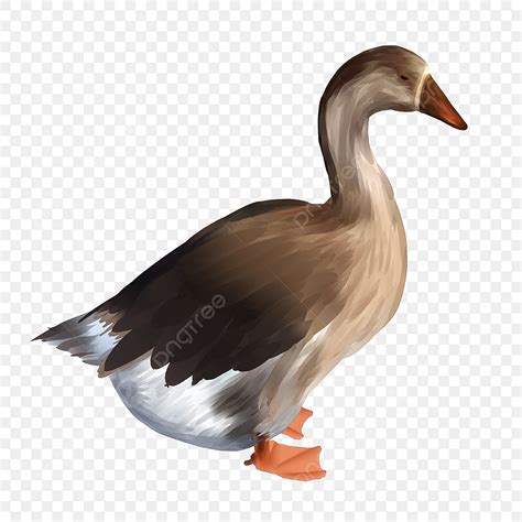 Gambar Bebek Png Vektor Psd Dan Clipart Dengan Background Transparan