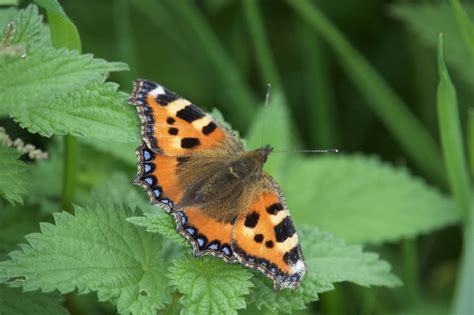Small Tortoiseshell Lower Kingcombe Dorset Butterflies