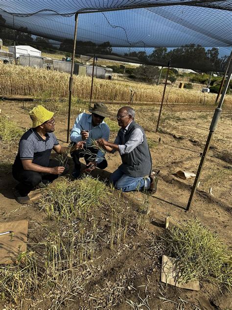 md babul hossain on linkedin final harvest finished from field
