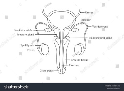 Male Reproductive System Line Style Cut Away Stock Vector Royalty Free 2065475762 Shutterstock