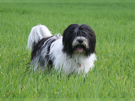 Züchter Im Vdh Margit Weber Die Offizielle Website Für Vdh Welpen