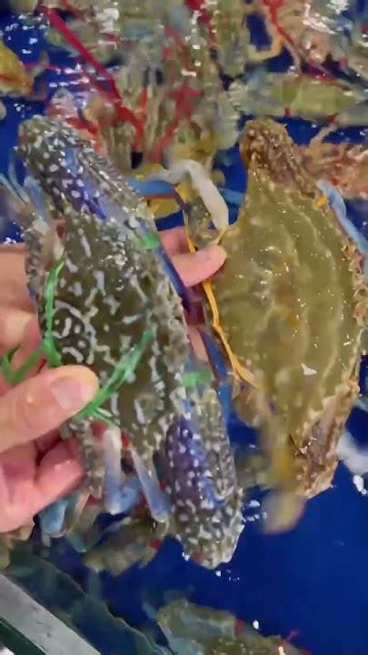 Ghẹ đỏ Ghẹ Xanh Ghẹ Bầu Bao Chắc Chọn Tại Bể Đại Dương Vinh