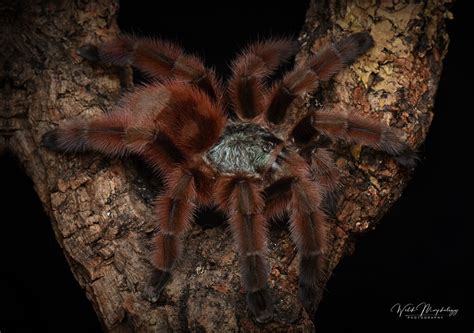 C Versicolor Arachnoboards