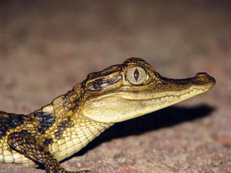 Caimán De Anteojos Spectacled Caiman Fotografía Diego Mosquera