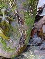 Categoryporphyra Umbilicalis Wikimedia Commons