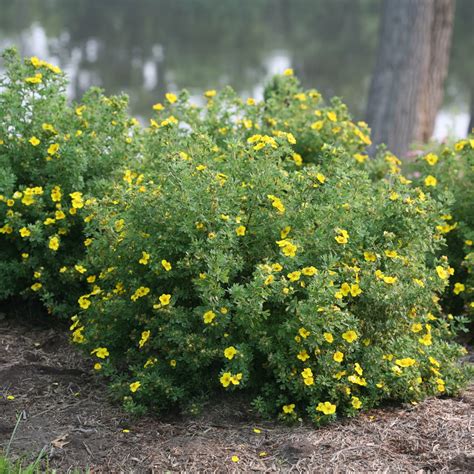 Potentilla Happy Face® Yellow Proven Winners® Shrubs Proven