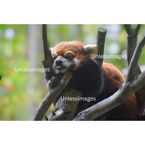 Silly Red Panda Etsy