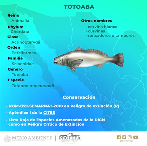 De La Piscifactoría Al Mar La Regeneración De La Totoaba El Pez