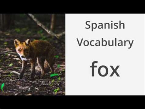 How To Say Fox In Spanish Youtube