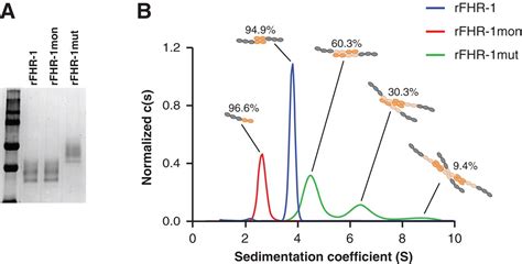 Factor Hrelated Protein 1 Drives Disease Susceptibility And