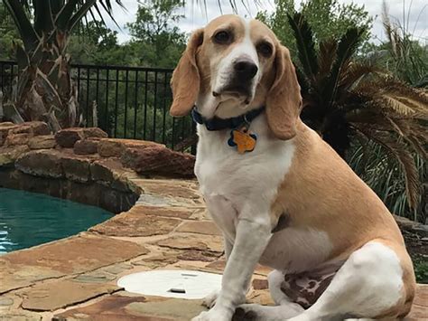 Lemon Beagle The Rarest Beagle Colour You Will Come Across