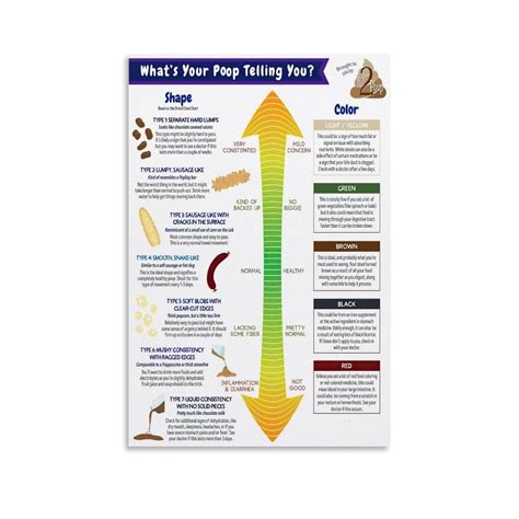 Bristol Stool Chart Poster Gastrointestinal Health Chart Digestive
