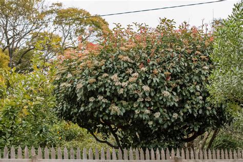 Red Tip Photinia Hedge Spacing Red Tip Photinia Is One Of My Favorite
