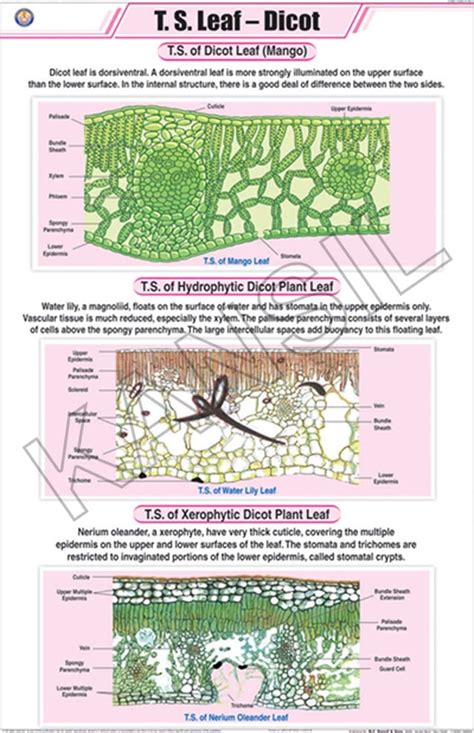 Anatomy Of Dicot Leaf Nerium Leaf