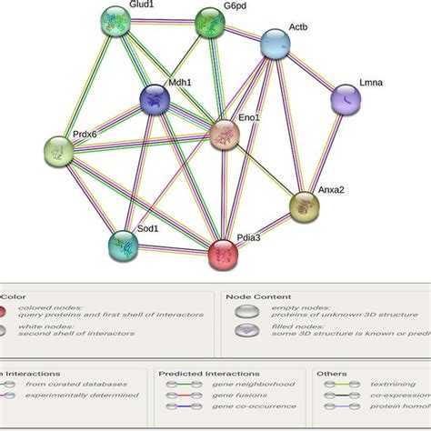 Protein Protein Interaction Analysis Via String The Protein Network