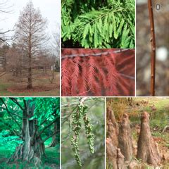 Dendrology Field Quiz 6 Granger Quizlet