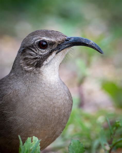 California Thrasher Portrait Taken In Goleta Ca R Birding