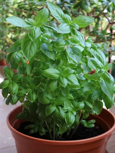 每日一绿植 养护知识 ——【罗勒】 小红书 花瓣网