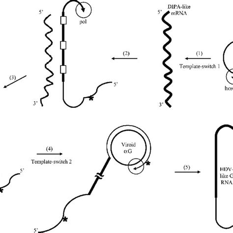 Hypothesis For The Origin Of Hdv Genome The Thin Lines Represent