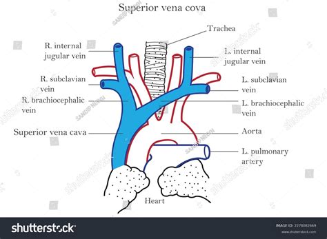 Superior Vena Cava
