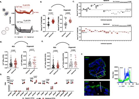 The Resting Intracellular Ca²⁺ Concentration Is More Consistent In