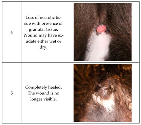 The Use Of Lidocaine Infused Castration Bands To Castrate Beefdairy
