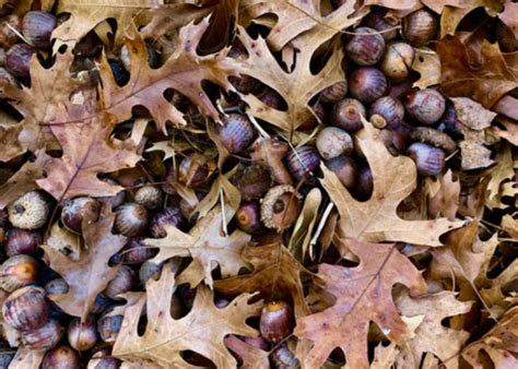 Oak Tree Acorns Oak Trees Is It Better To Plant An Acorn Or