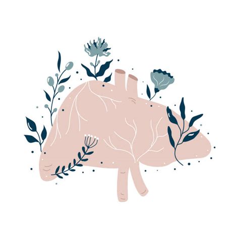 50 Liver Leaf Backgrounds Stock Illustrations Royalty Free Vector