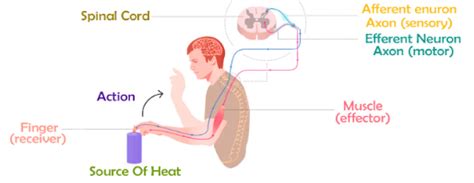 What Is Reflex Arc Draw A Flowchart Showing Of The Events Which Occur During Sneezing