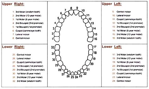 Printable Tooth Surface Chart