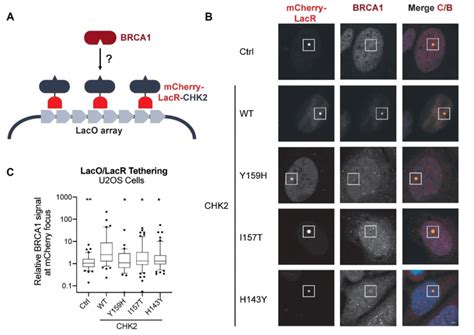 Chk2 Brca1 Colocalization Assay Download Scientific Diagram