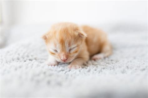 Newborn Cats Newborn Kittens Spend The Majority Of Their Day Sleeping