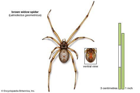 Spider Arachnid Size Range Britannica
