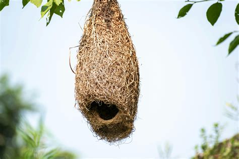 Tailor Bird Nest Photos Download The Best Free Tailor Bird Nest Stock