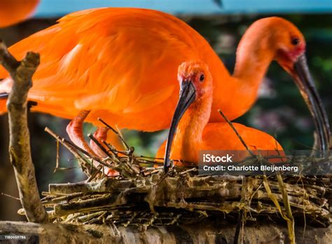 Foto De Ibis Escarlate Vermelho Que Sentase Em Seu Ninho Durante A