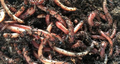 Worms Blank Template Imgflip